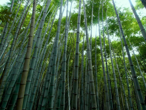 Bamboo Symbolism | Archi-living.com - Web Magazine by Architects and ...