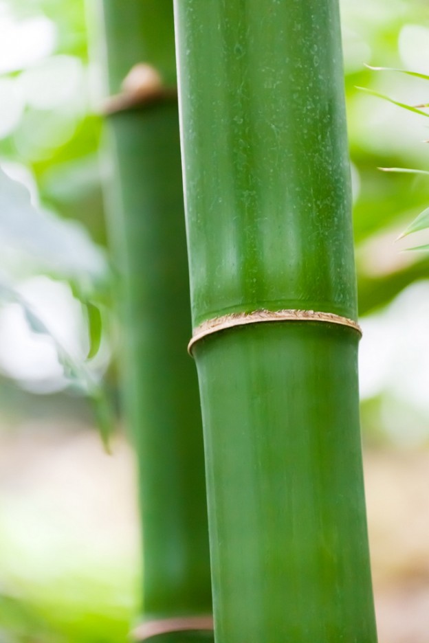 The Symbolism of the Bamboo – Archi-living.com – Web Magazine by ...