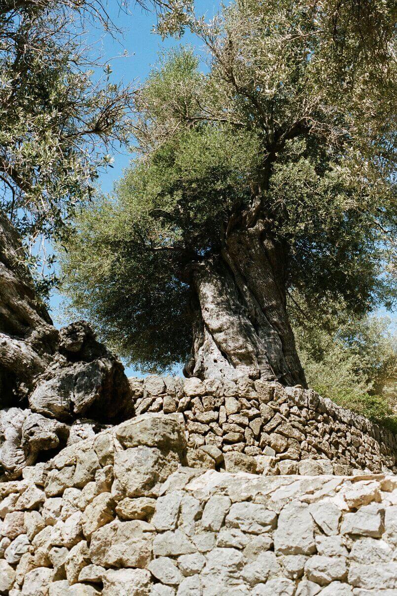 22 Olive Quotes by Famous Chefs and Celebrities | Archi-living.com ...
